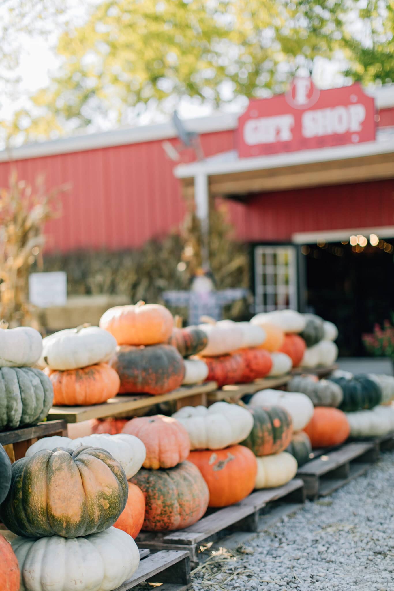 Pumpkin Season - Faulkner's Ranch